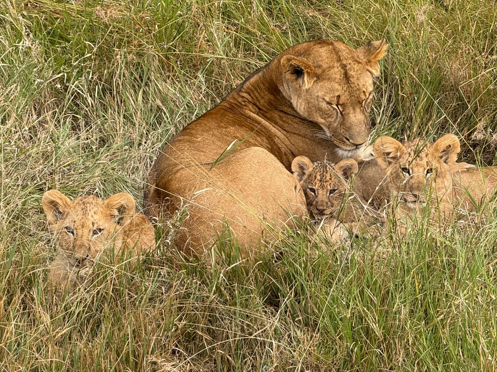 Kenya Safaris – Holly Berkley Fletcher