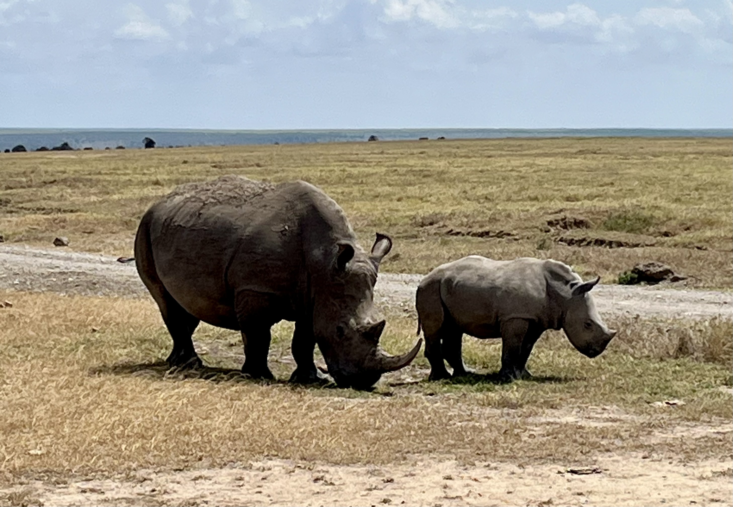 Kenya Safaris – Holly Berkley Fletcher