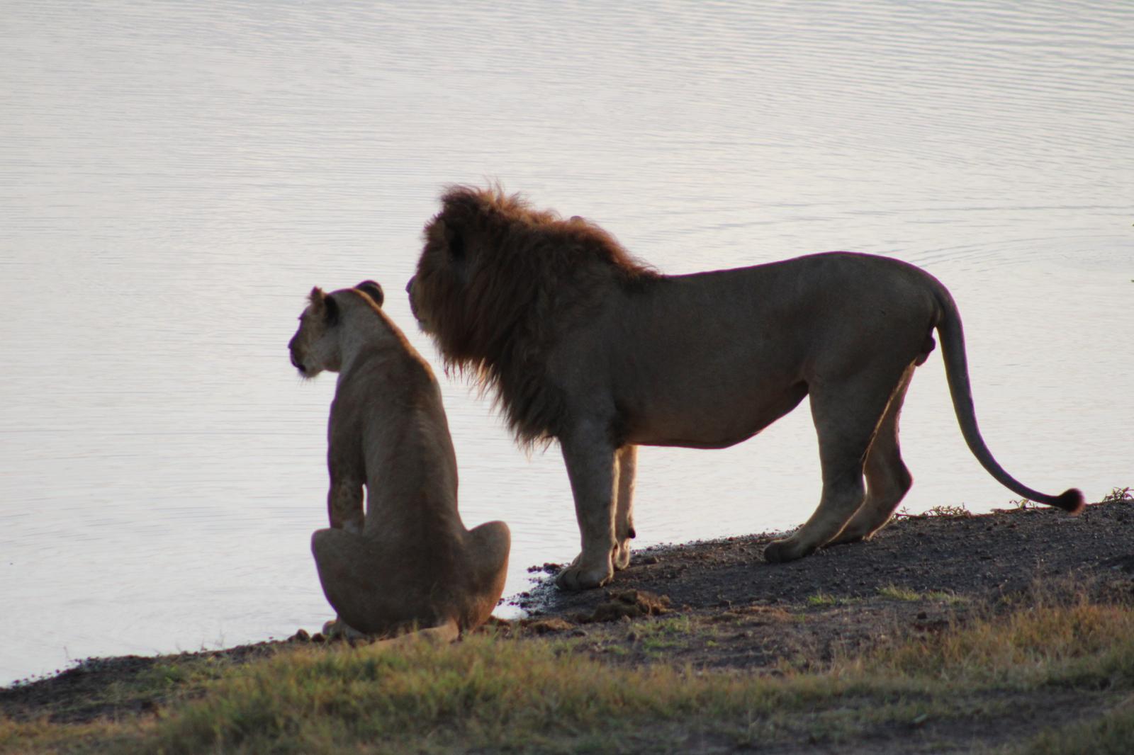 Kenya Safaris – Holly Berkley Fletcher