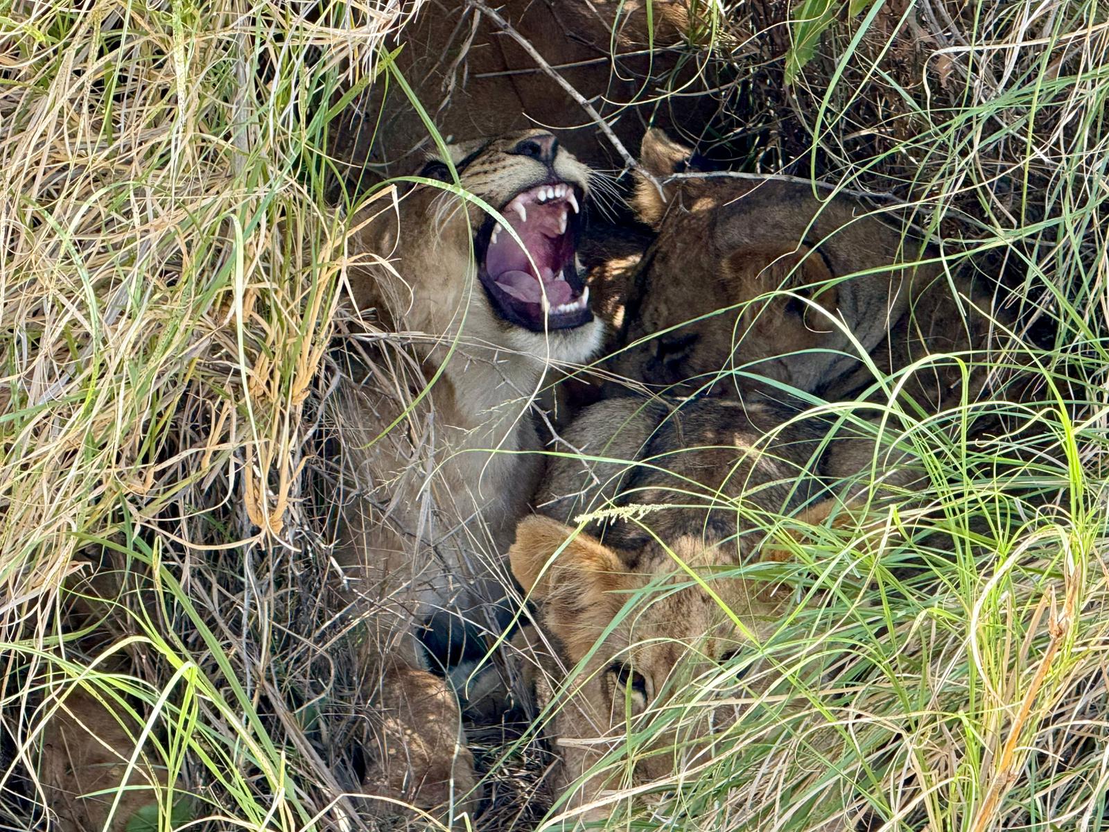 Kenya Safaris – Holly Berkley Fletcher