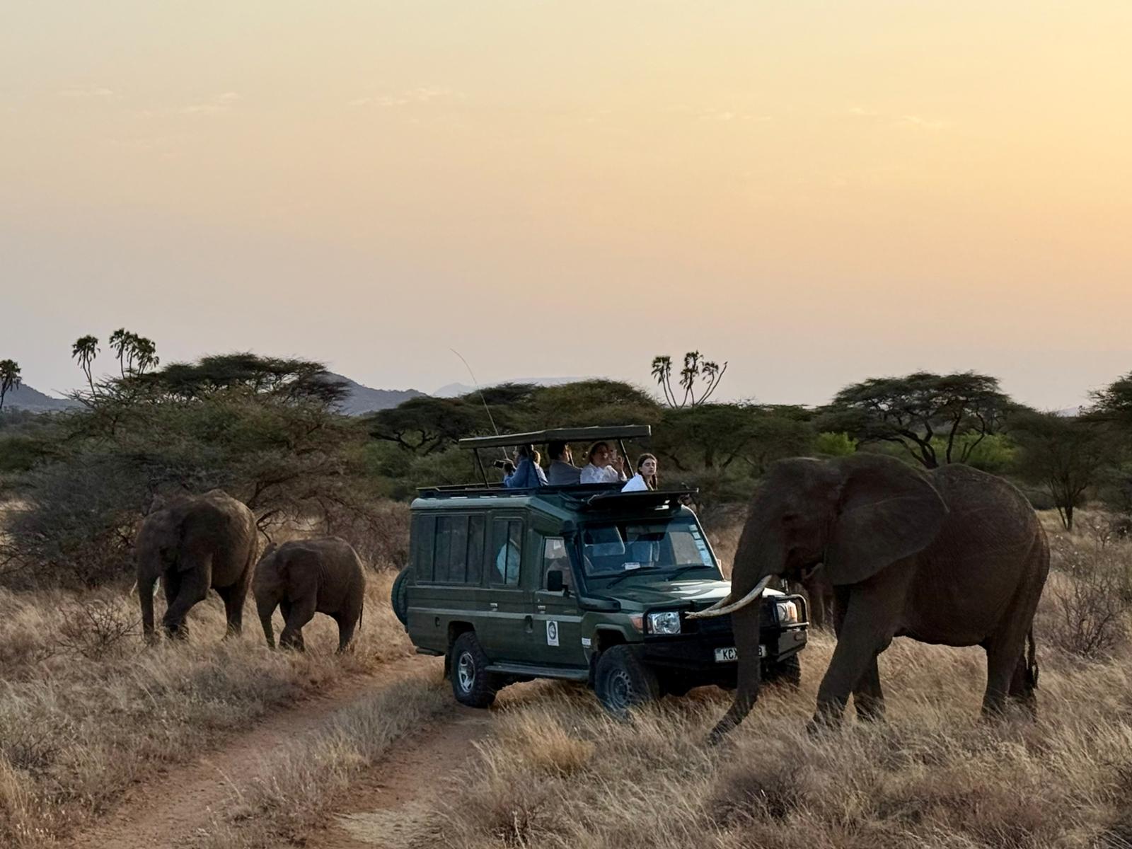 Kenya Safaris – Holly Berkley Fletcher